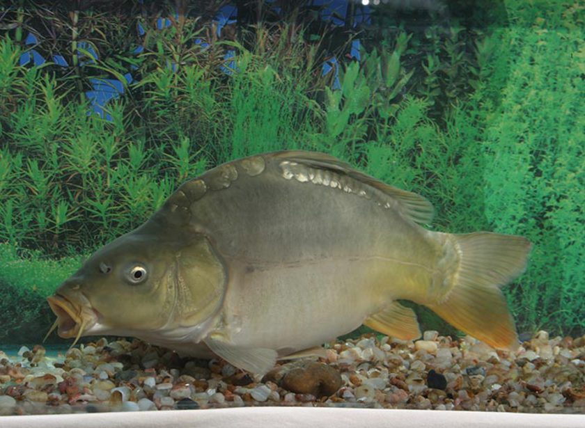 Acquaviva Piscicultura