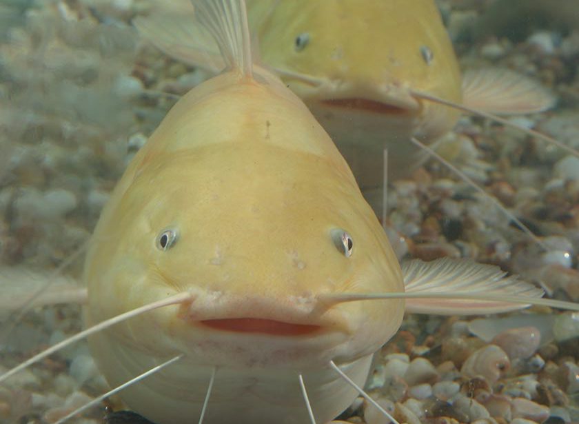 Acquaviva Piscicultura