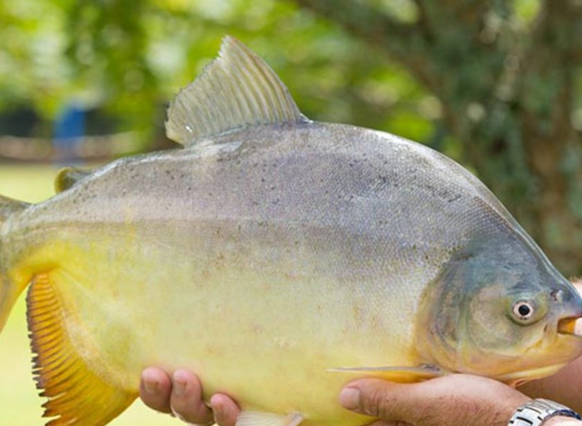 Acquaviva Piscicultura